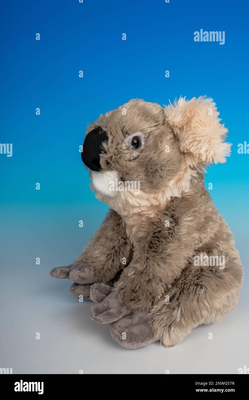 Koala bleu Banque de photographies et d’images à haute résolution - Alamy