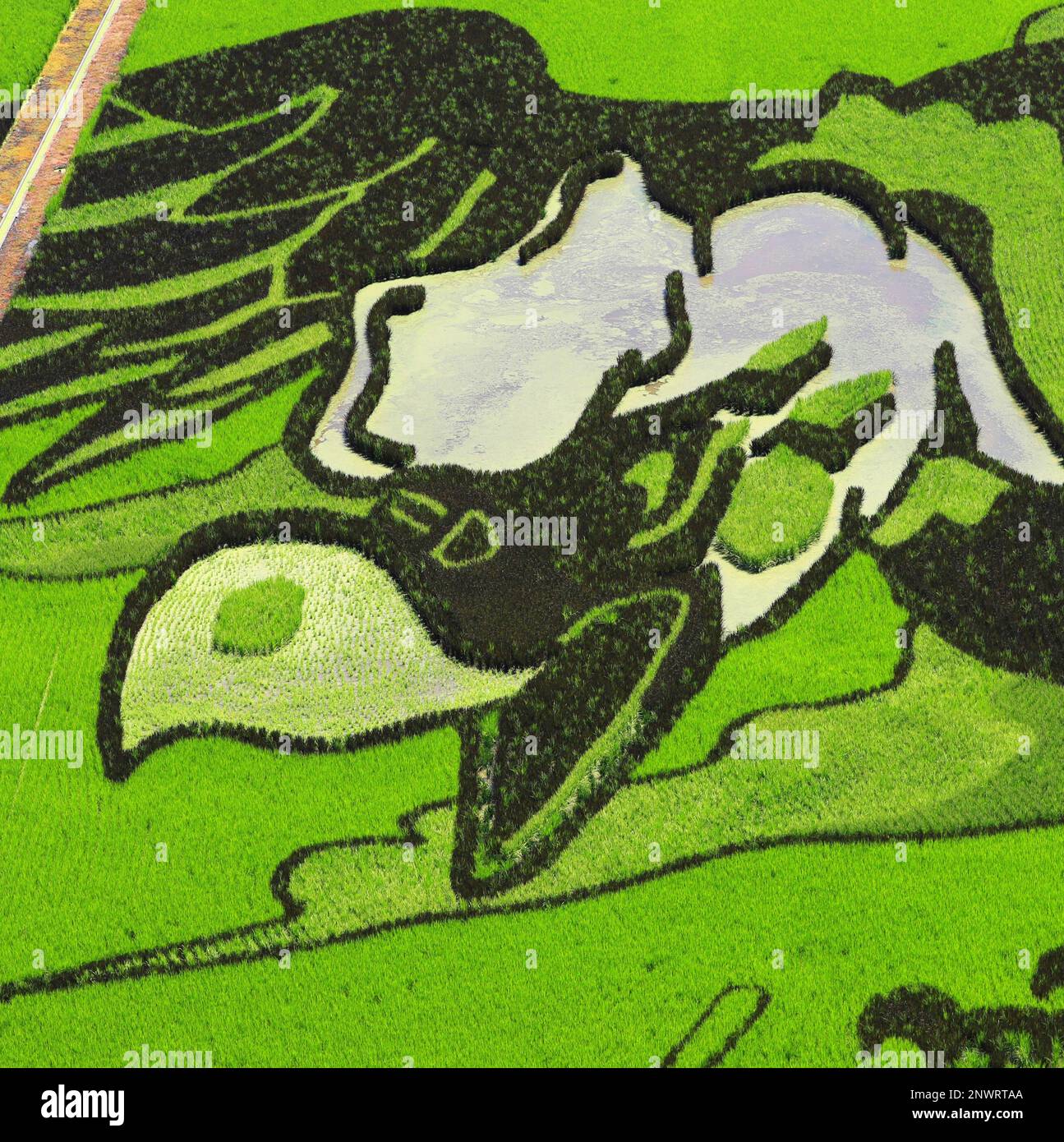 A photo shows the images of condor and Nazca Lines on rice filed in ...