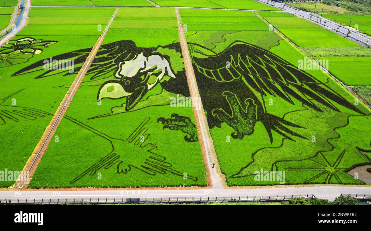 A photo shows the images of condor and Nazca Lines on rice filed in ...