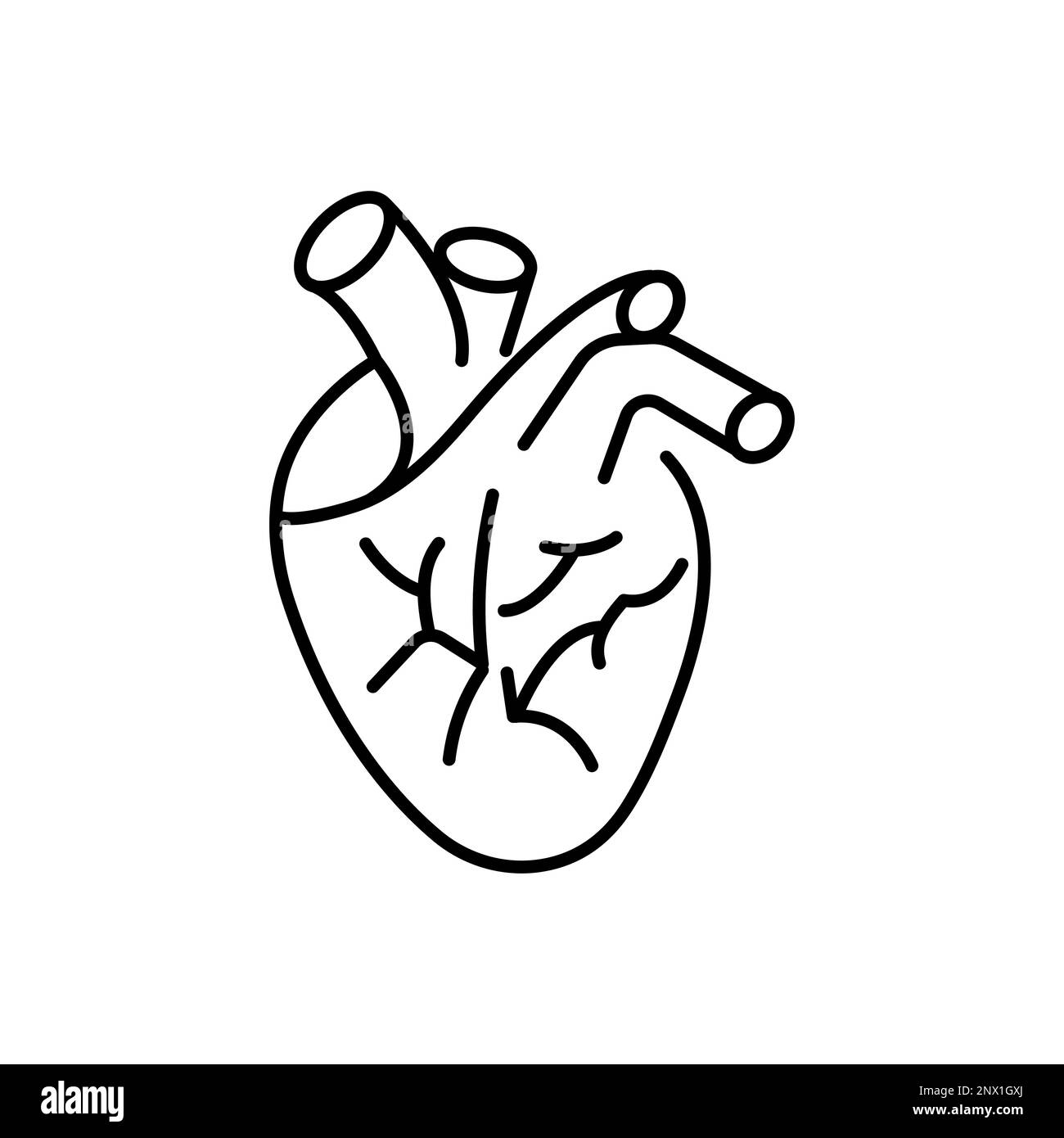 Anatomie du cœur isolé d'organes style linéaire. Vector illustration ...