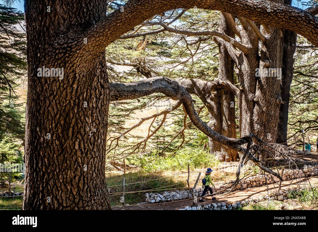 Arz al rab Banque de photographies et d’images à haute résolution - Alamy