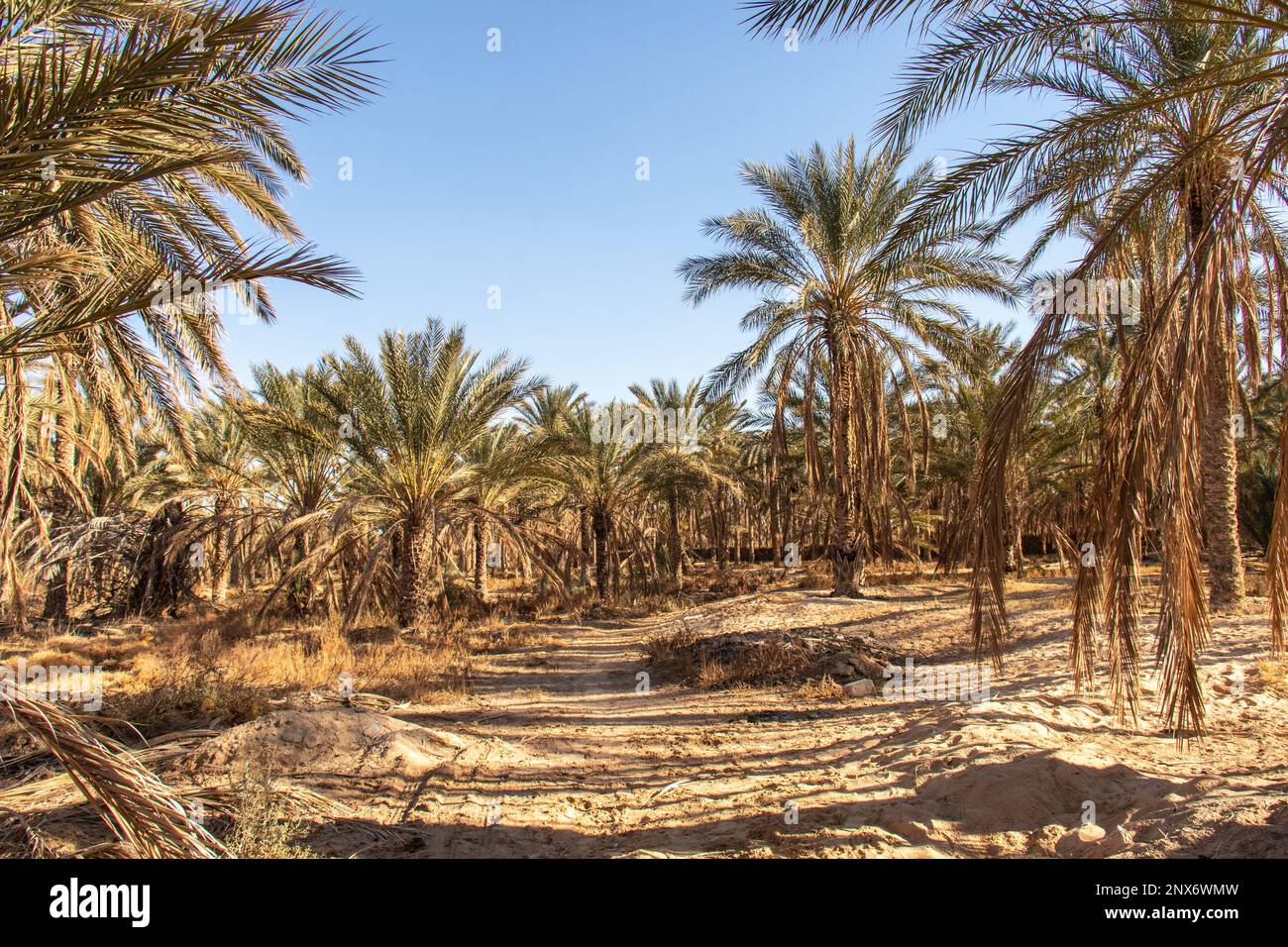 Sahara desert at kebili oasis Banque de photographies et d’images à haute résolution - Alamy
