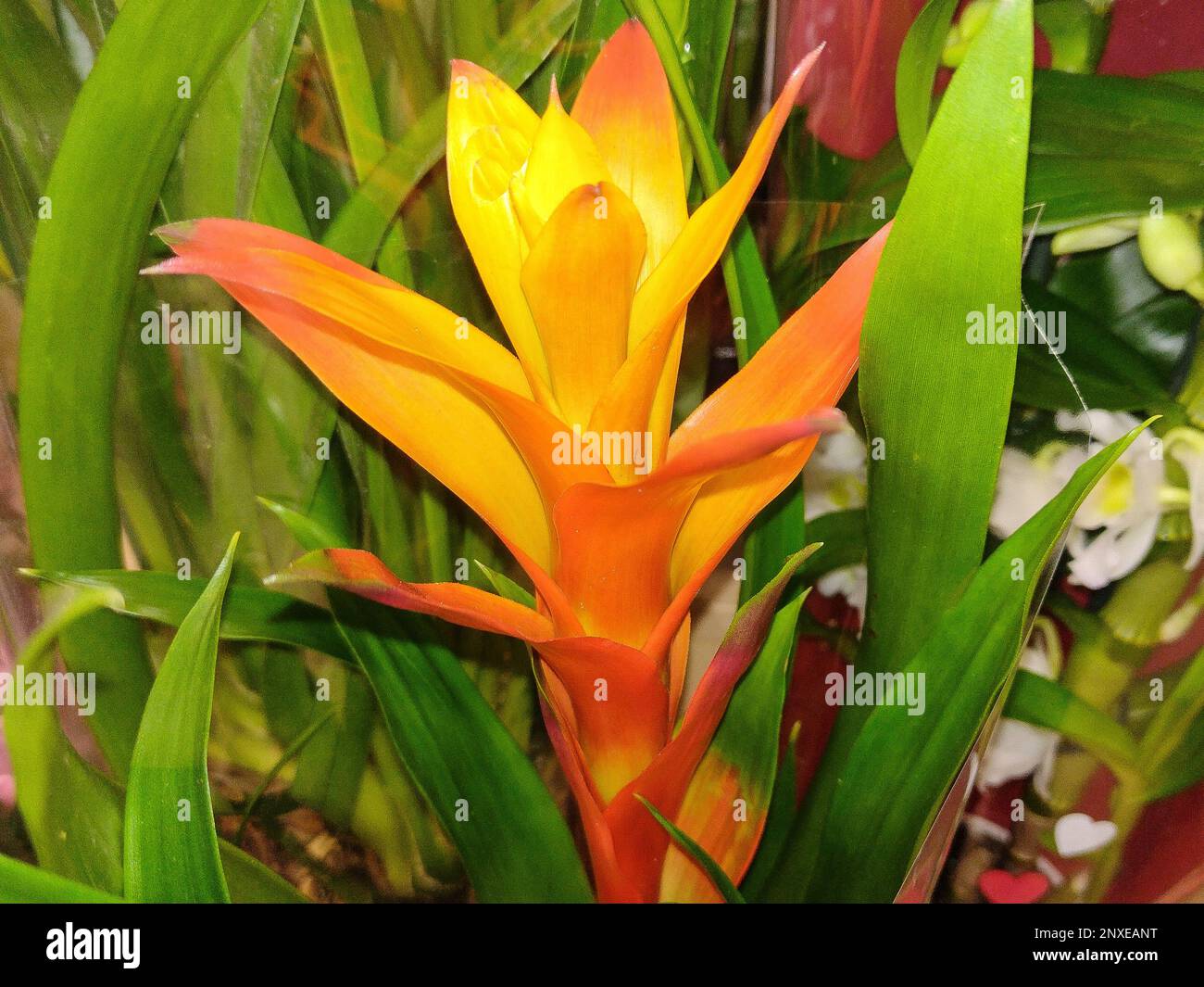 Scarlet star guzmania lingulata Banque de photographies et d’images à ...