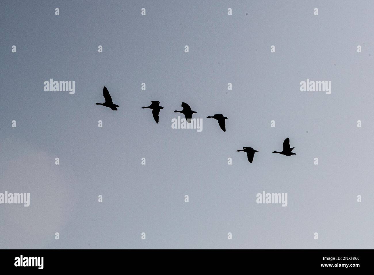 Oies du canada dans le vol Banque de photographies et d’images à haute ...