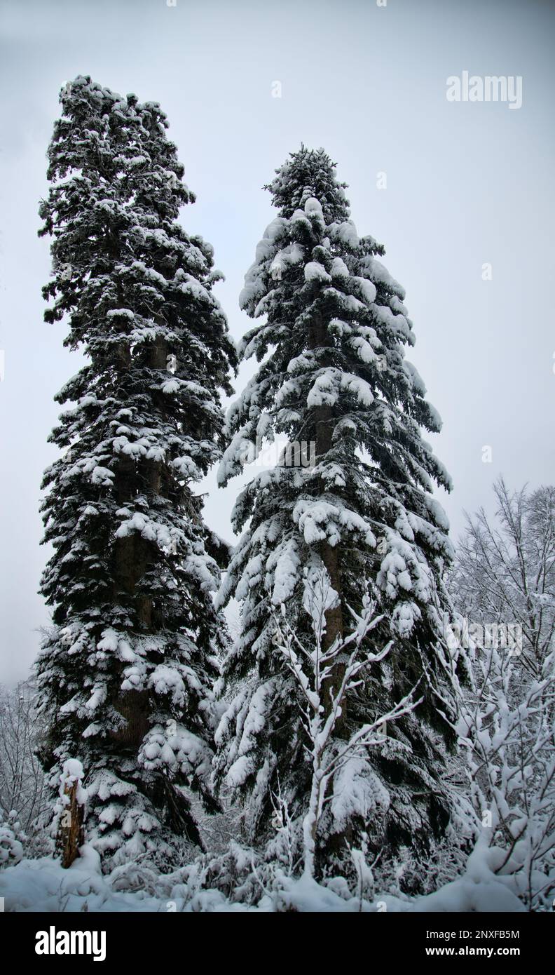 L'ancienne épinette orientale (Picea orientalis) pousse librement dans ...