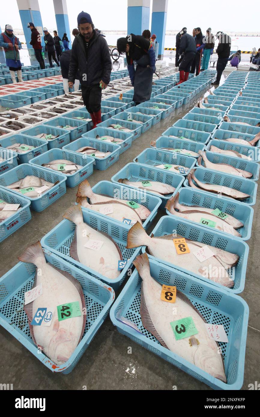 Flounders are unloaded at Soma Haragama Local Wholesale Market in Soma ...