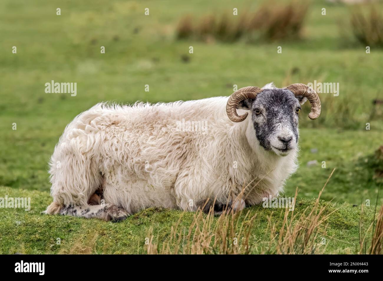 Mouton écossais à face noire Banque de photographies et d’images à ...