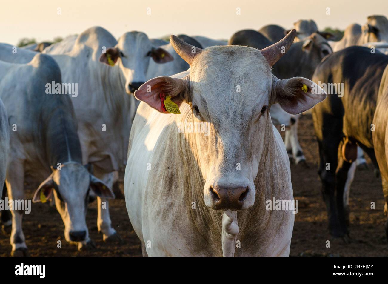Vache brahman Banque de photographies et d’images à haute résolution ...