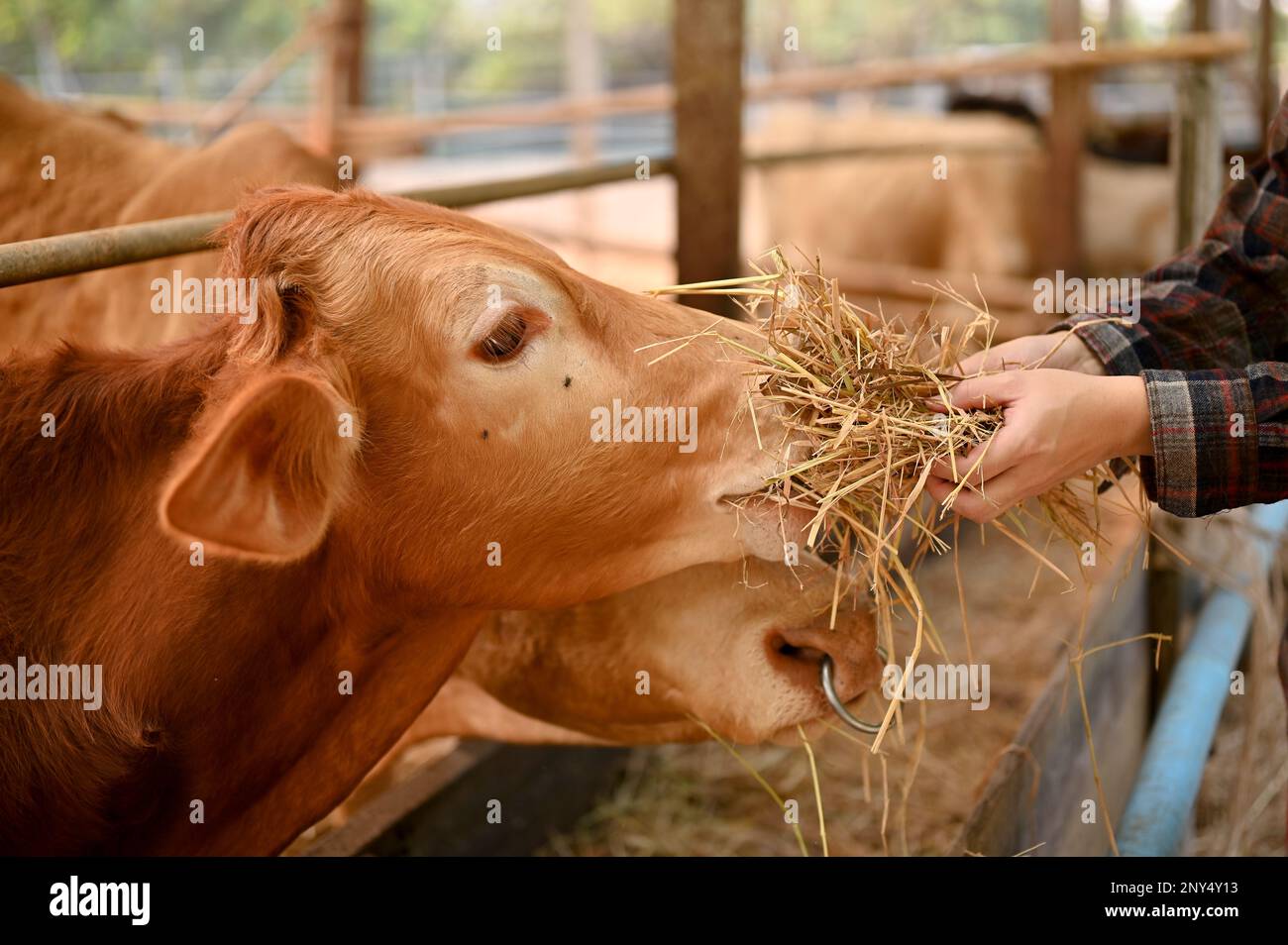 Images en gros plan d'un agriculteur qui nourrit du fourrage frit à une ...