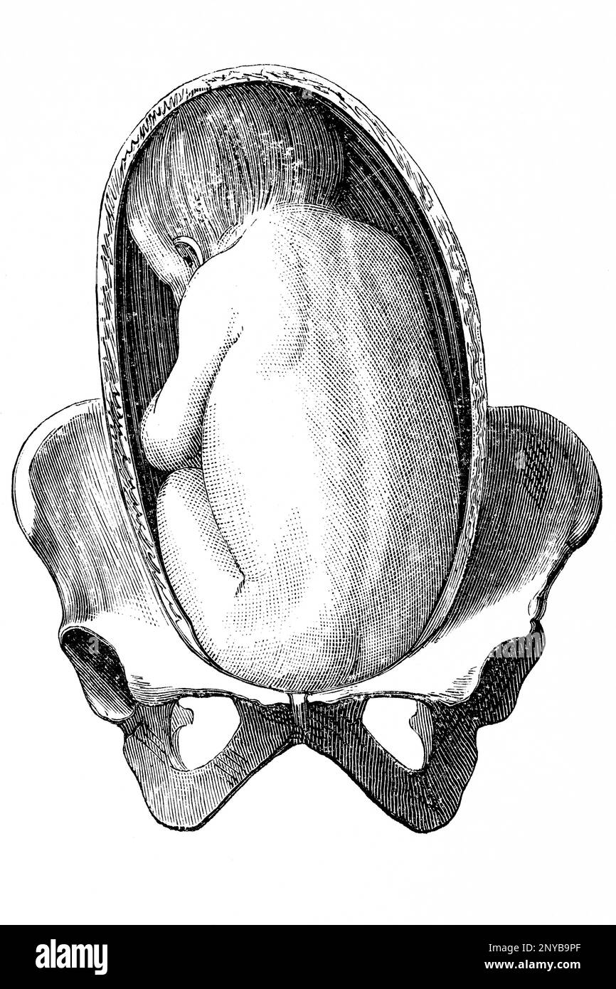 Schema anatomie gravure Banque de photographies et d’images à haute résolution - Alamy