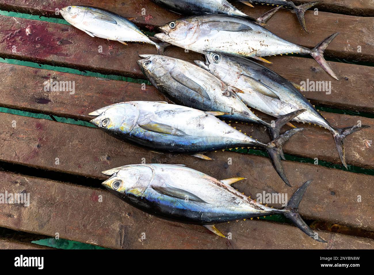 Poissons morts sur les bureaux en bois de la jetée de Santa Maria dans ...