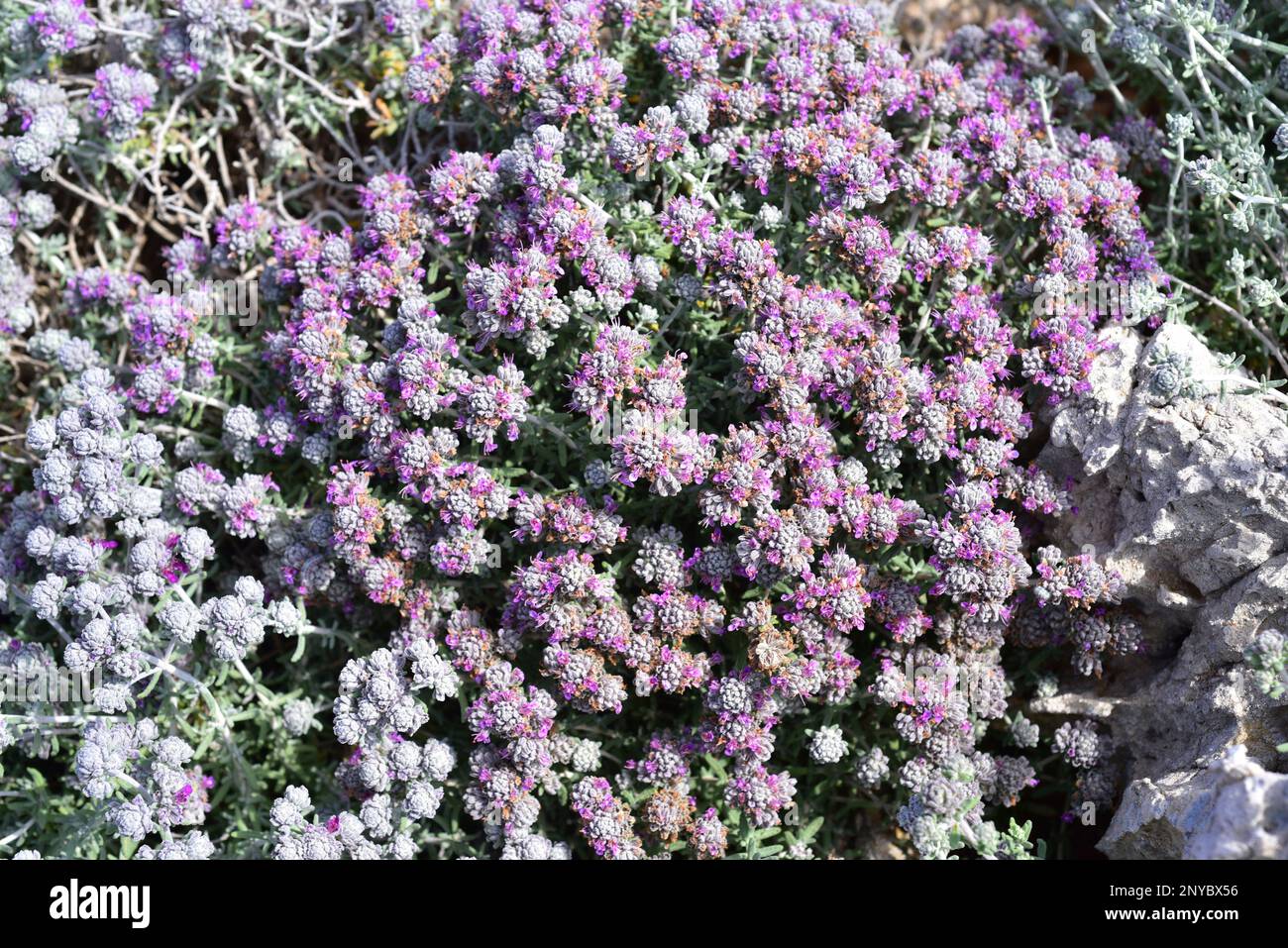 Le Teucrium polium capitatum est un sous-arbuste originaire de la ...