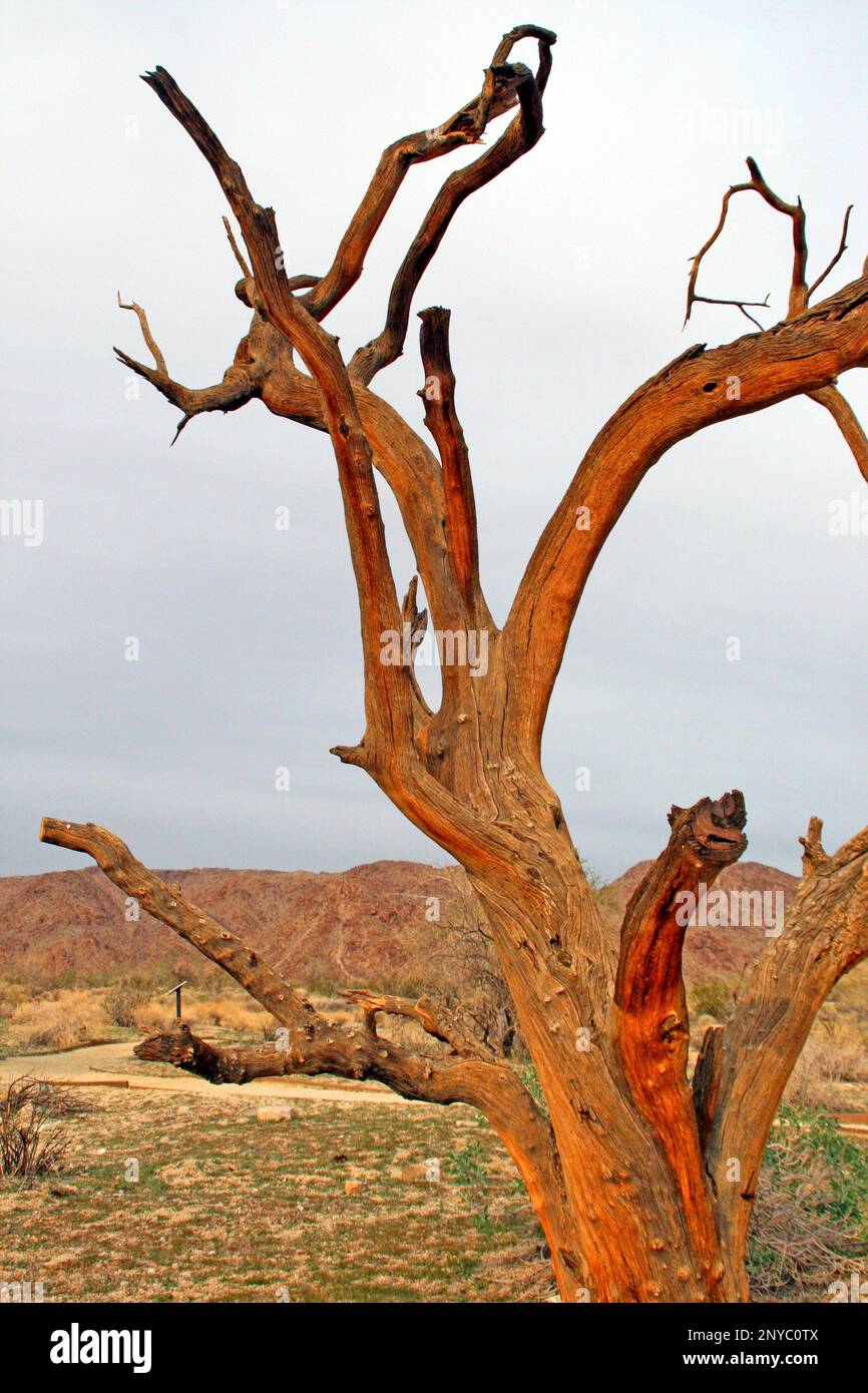 Arbre mort desert Banque de photographies et d’images à haute ...