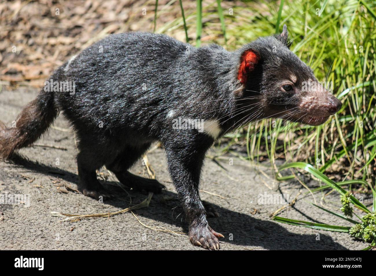Diable de tasmanie taronga zoo sydney australie Banque de photographies ...