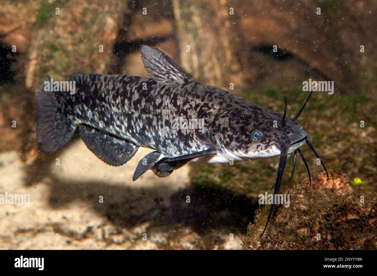 Bullhead catfish Banque de photographies et d’images à haute résolution ...