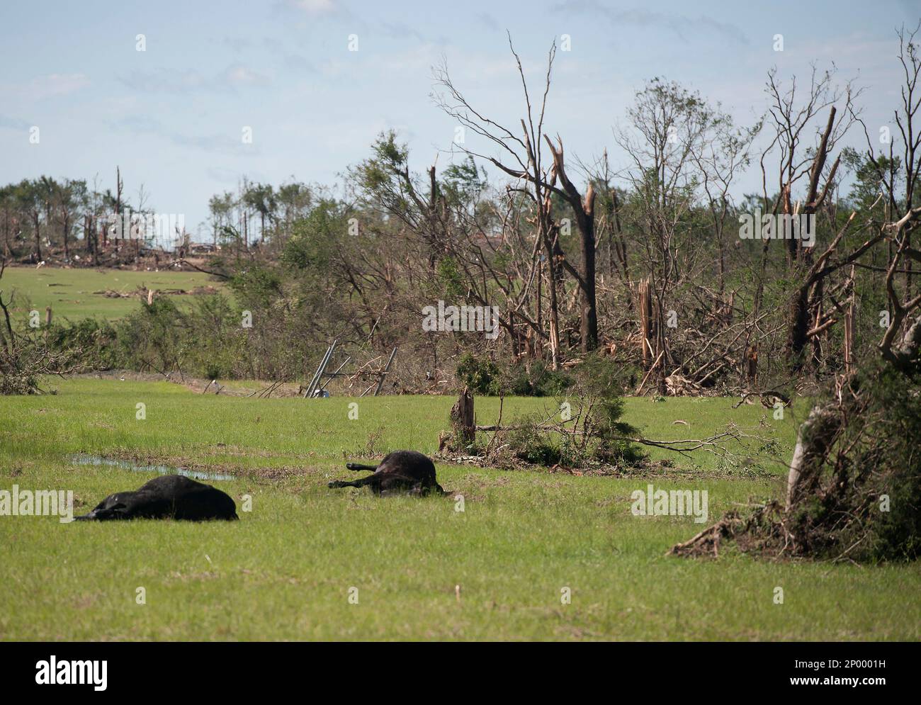 Dead cows lie in a field Sunday April 30, 2017, in Canton, Texas, after ...