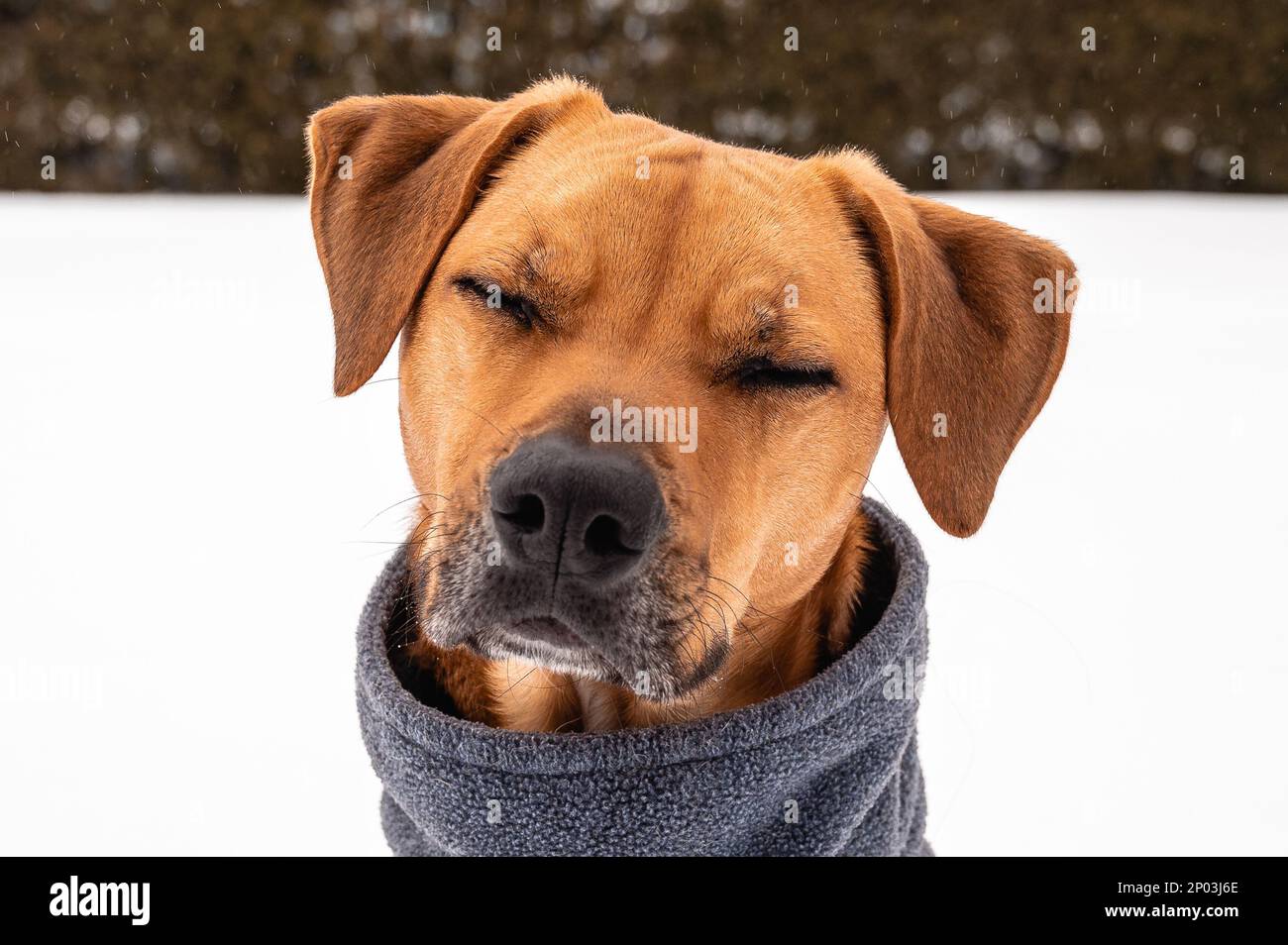 Potcake dog Banque de photographies et d’images à haute résolution - Alamy
