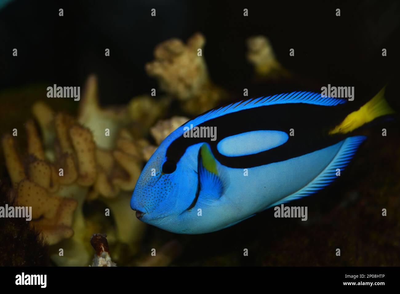 Paracanthurus hepatus est une espèce de poissons de mer Indo-Pacific ...