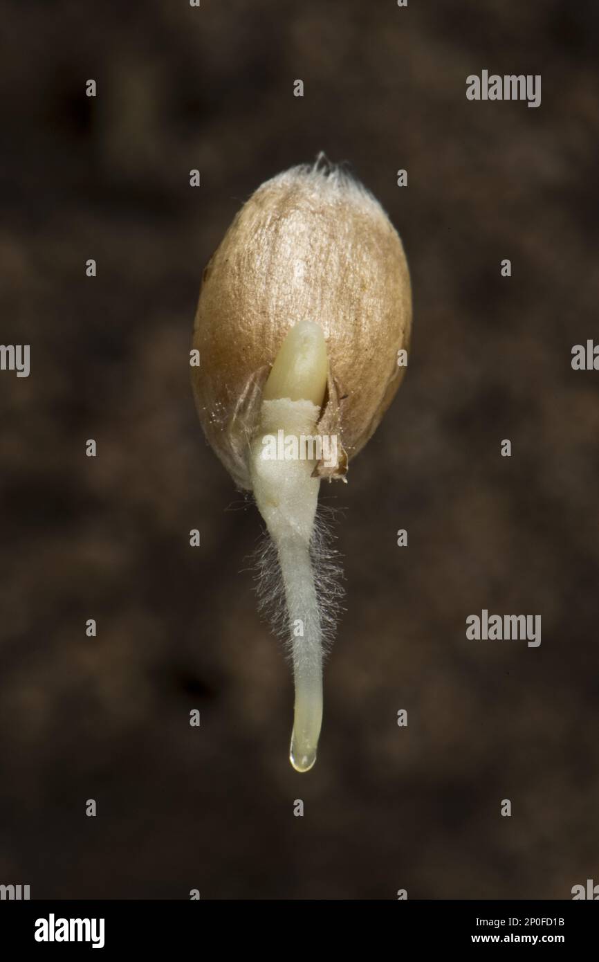 Graines germinantes de blé d'hiver (Triticum aestivum), avec ...