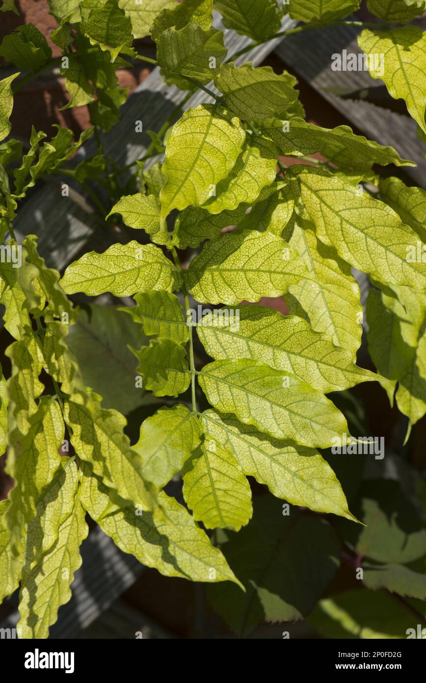Chlorose causée par une carence en fer sur les feuilles d'une plante ...