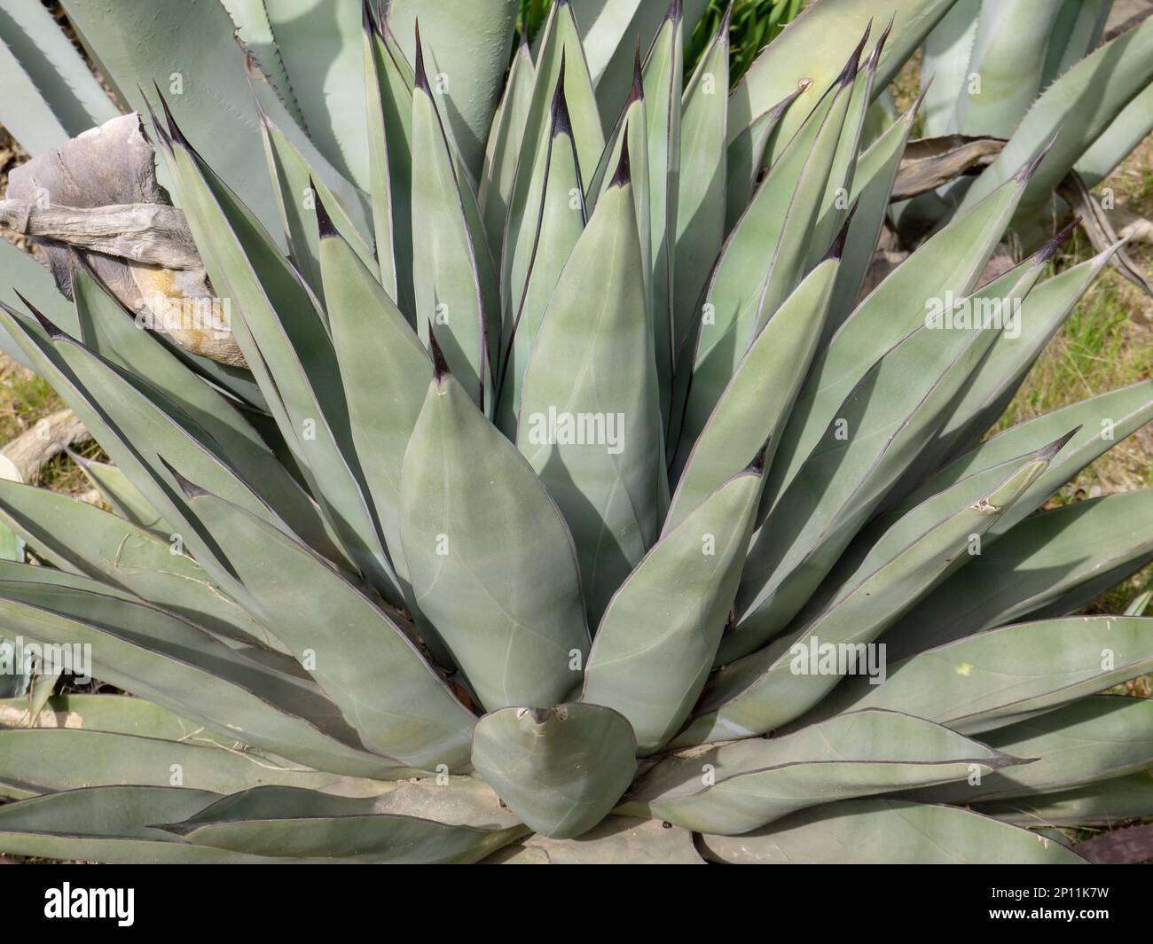 Agave en peau de requin Banque de photographies et d’images à haute résolution - Alamy