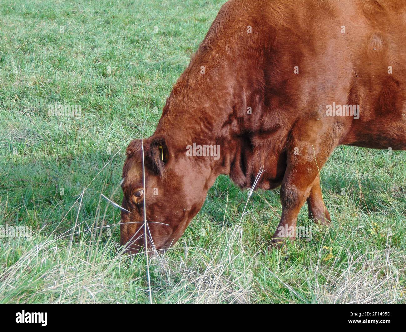 Vache angus rouge Banque de photographies et d’images à haute ...