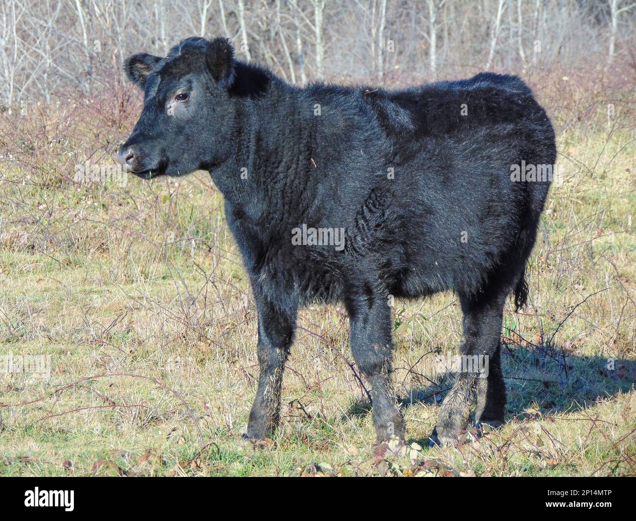 Yeux de vache black angus Banque de photographies et d’images à haute ...