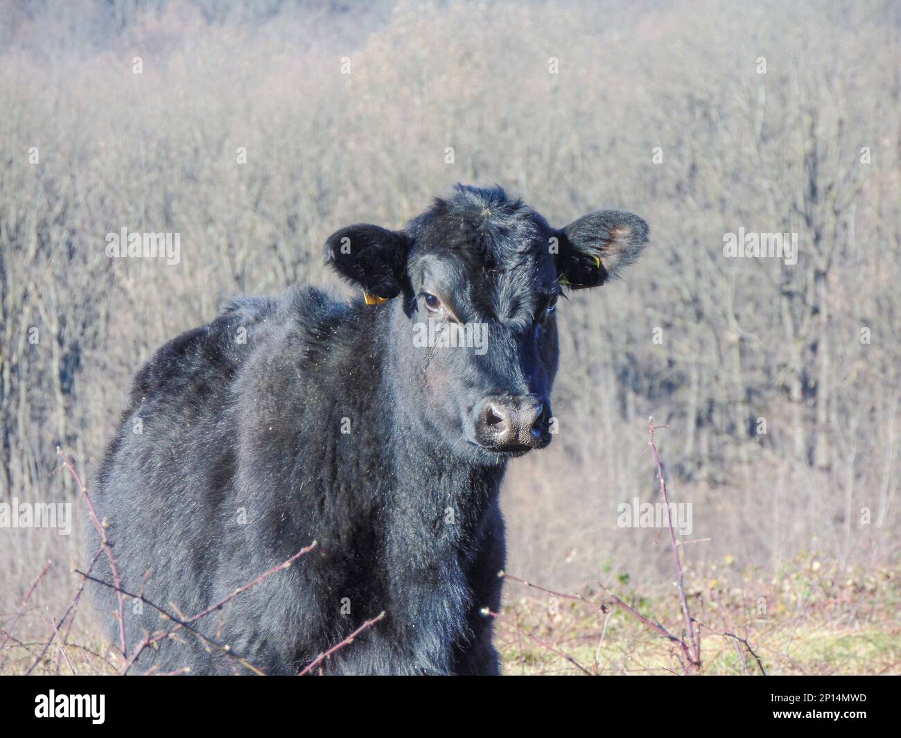 Yeux de vache black angus Banque de photographies et d’images à haute ...