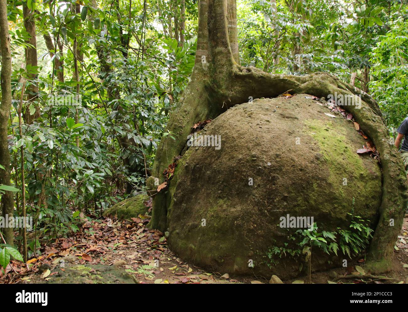 Arbre qui pousse sur un rocher Banque de photographies et d’images à ...