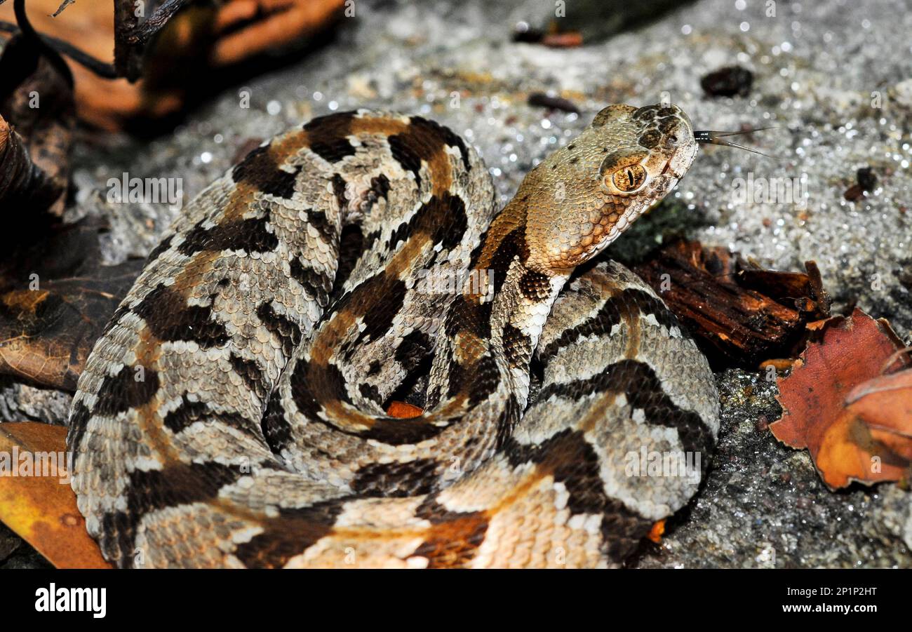 FILE-- In this September 2008 handout file photograph from the Mass ...