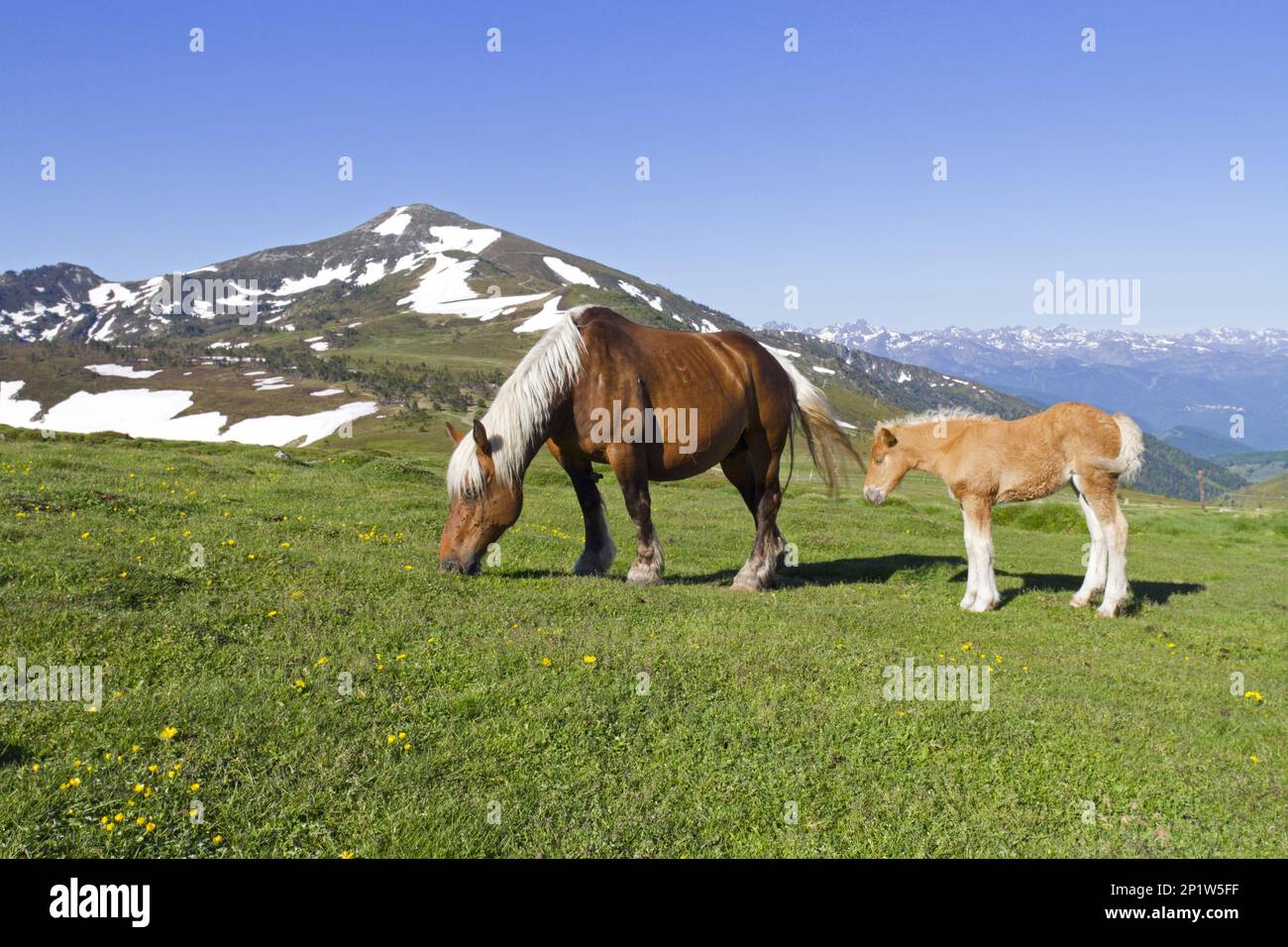 Cheval de Comtois, chevaux de Comtois, race, sang froid, sang froid ...