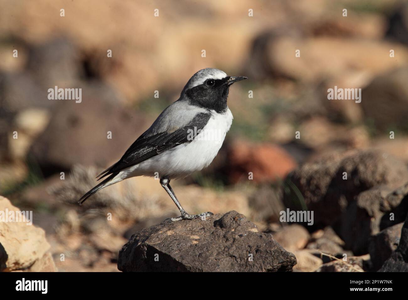 Seebohms wheatear Banque de photographies et d’images à haute ...