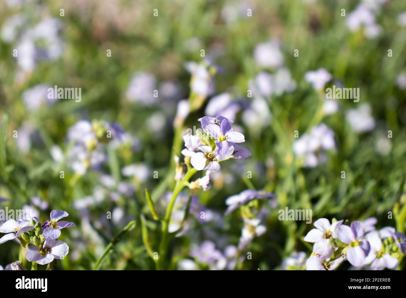 Fleur de bord de mer Banque de photographies et d’images à haute ...