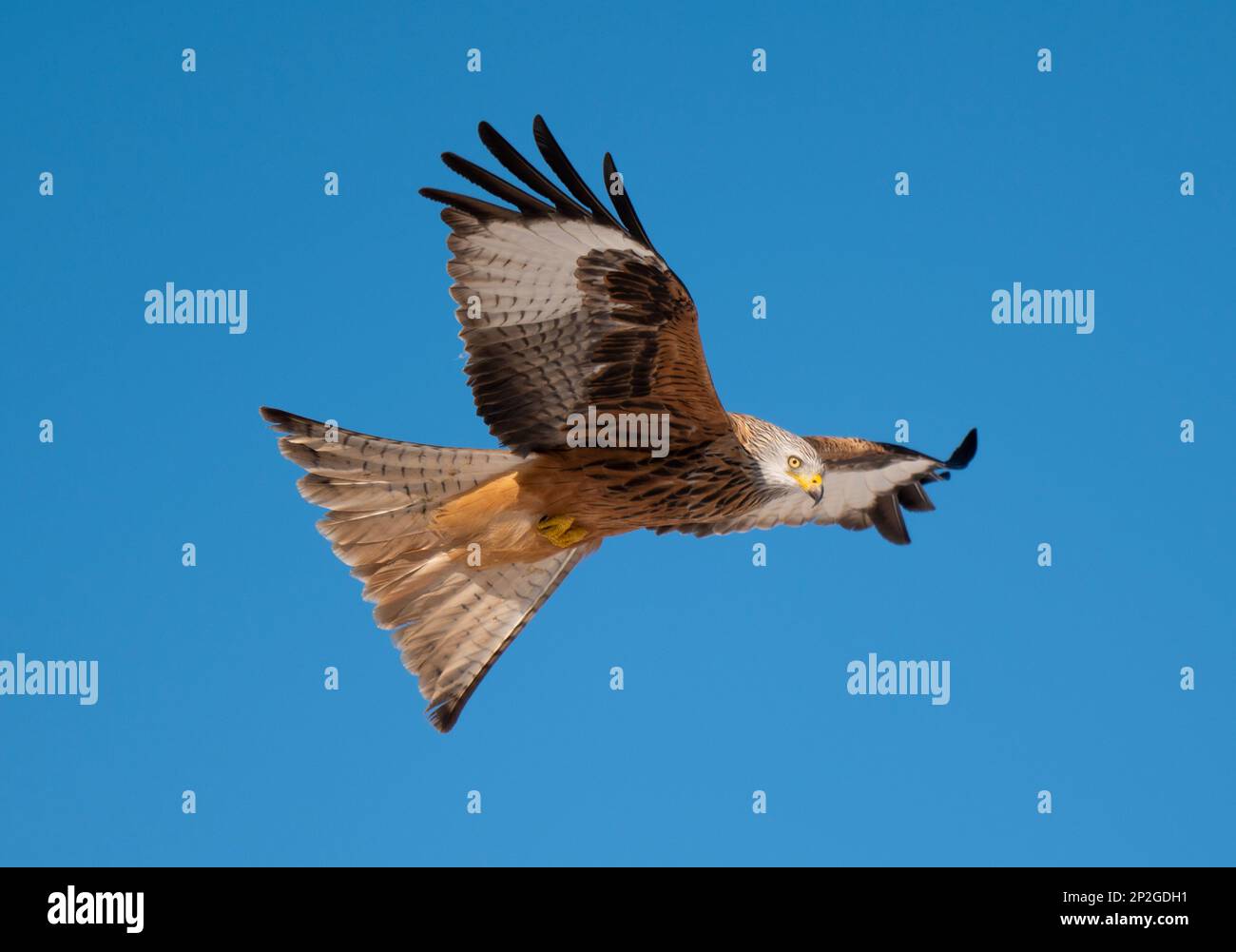 Milan rouge Banque de photographies et d’images à haute résolution - Alamy