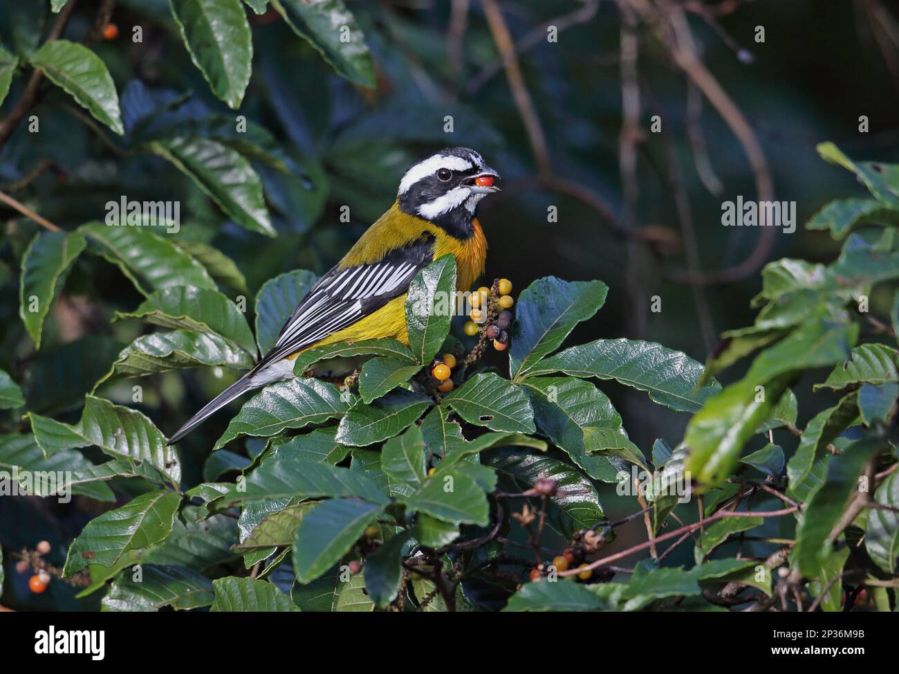 Tanager jamaïcain à tête de bande, tanager jamaïcain à tête de bande ...