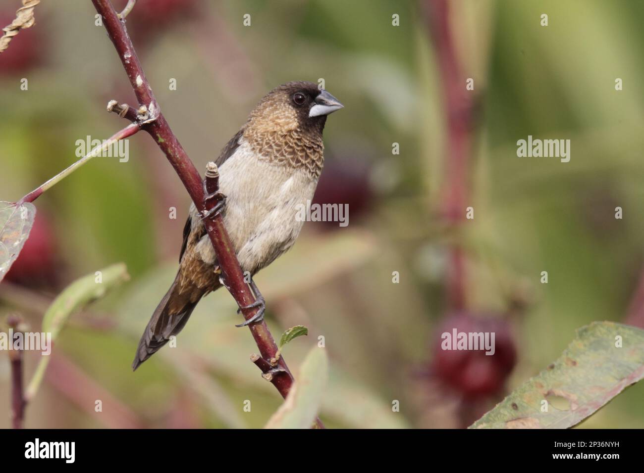 Une munia à rumpes blanches (Lonchura striata), des finches, des ...
