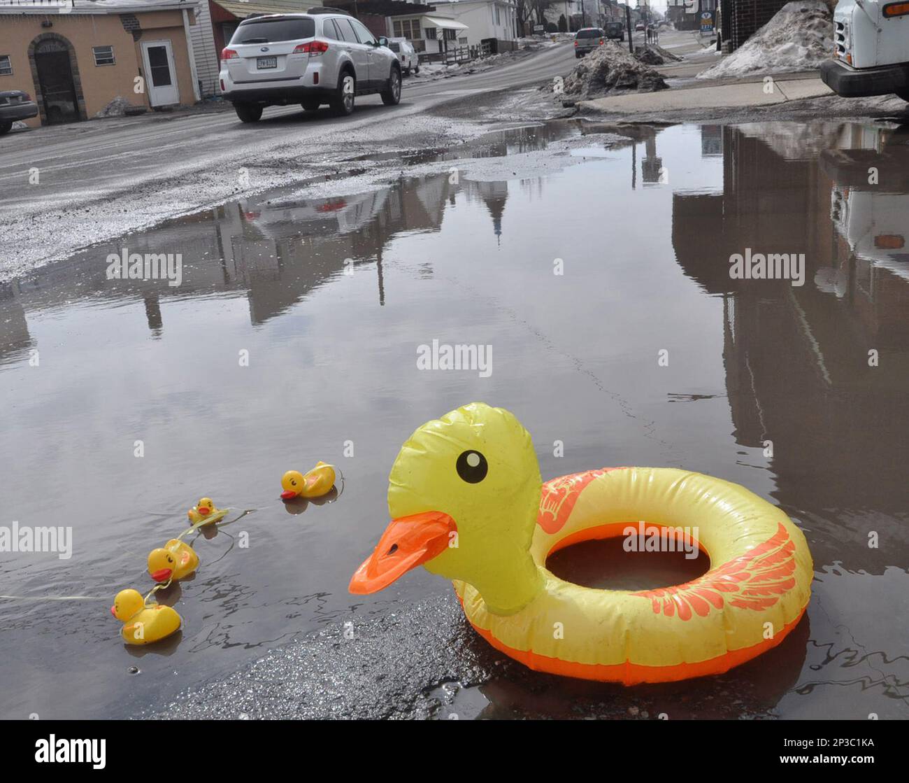 A blow-up duck and four plastic ducks float around in a huge pothole ...