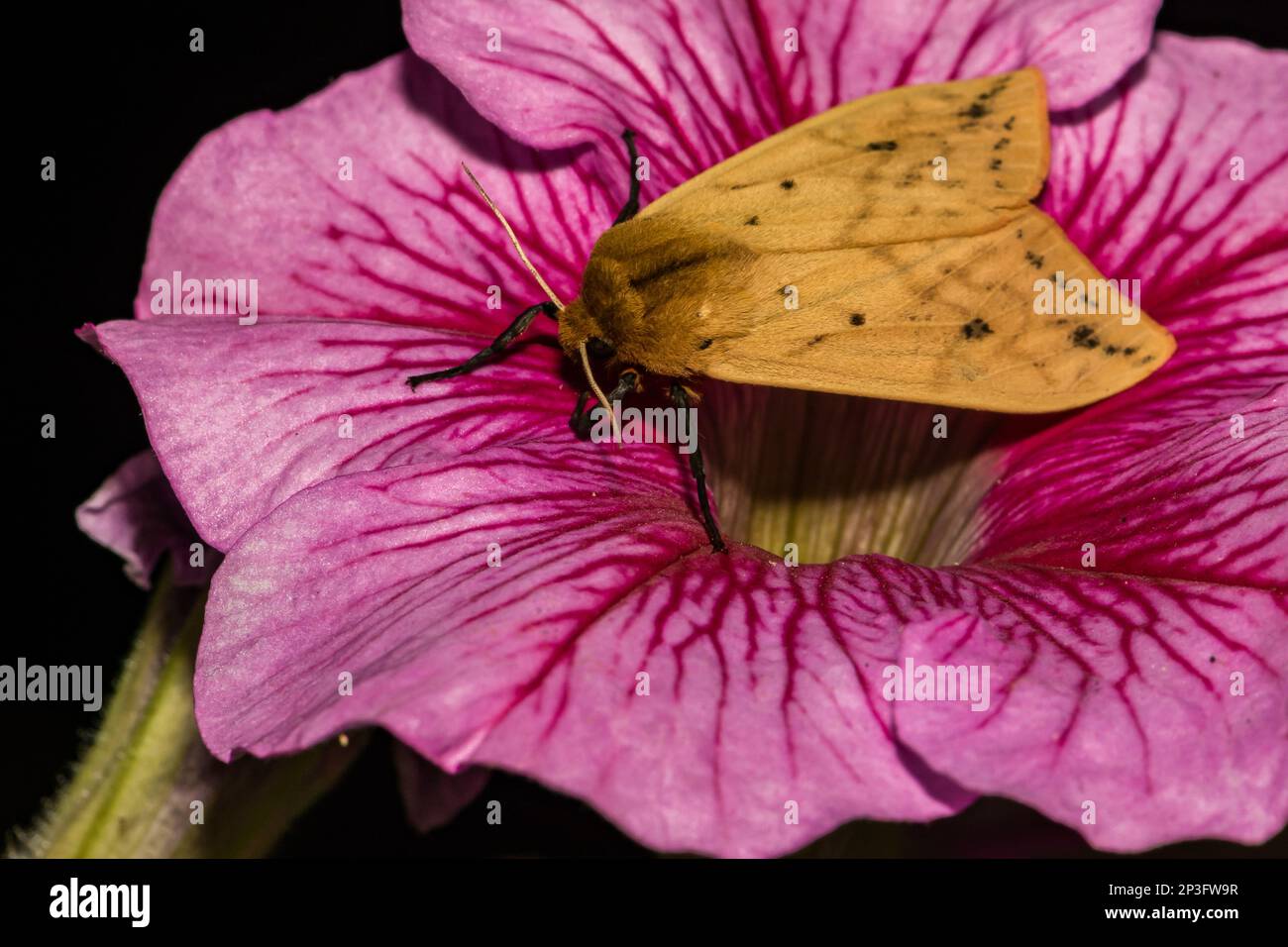 Isabella tiger moth Banque de photographies et d’images à haute ...