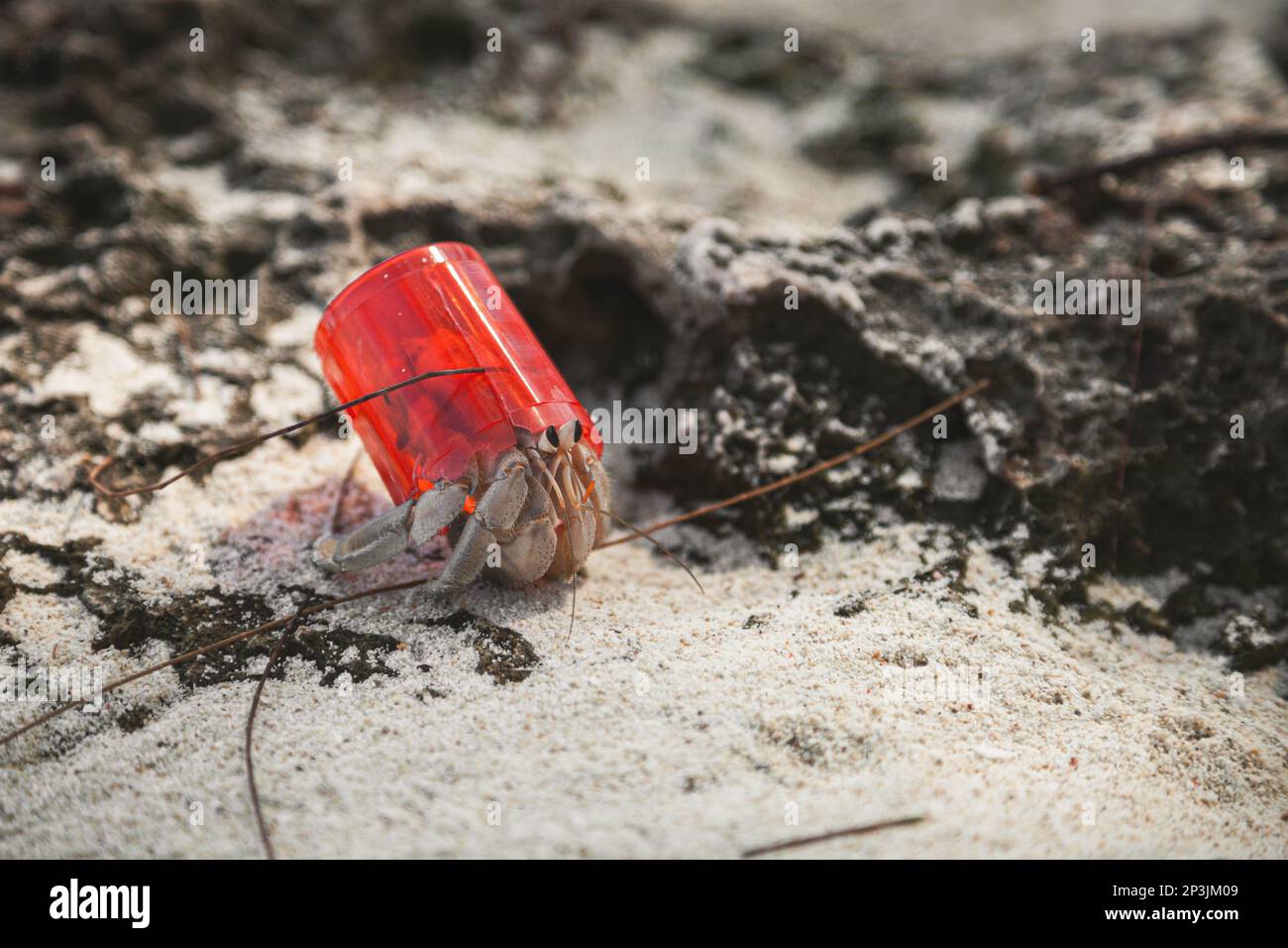 Plastic pollution beach zanzibar Banque de photographies et d’images à ...