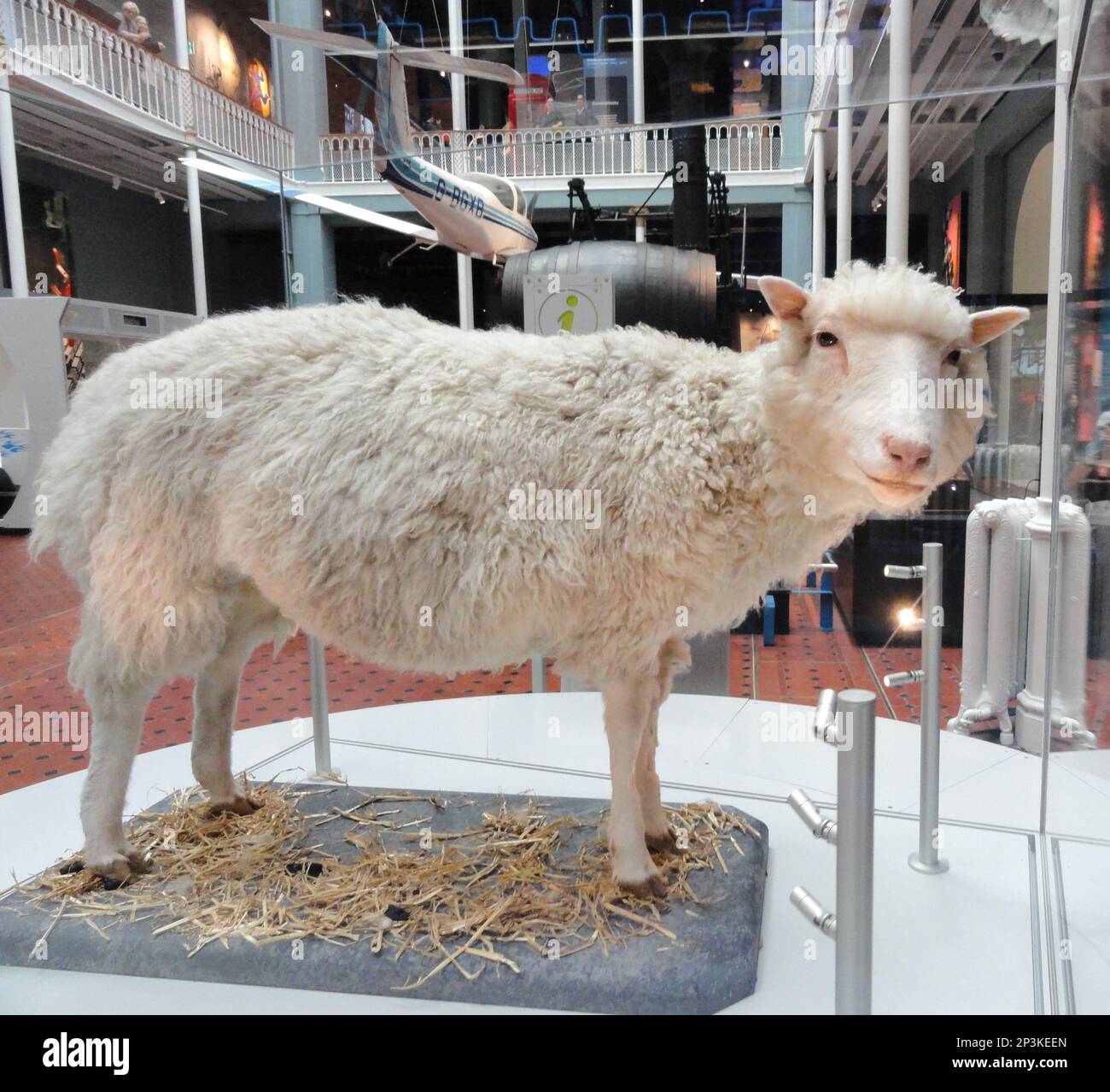 Dolly le mouton Banque de photographies et d’images à haute résolution ...