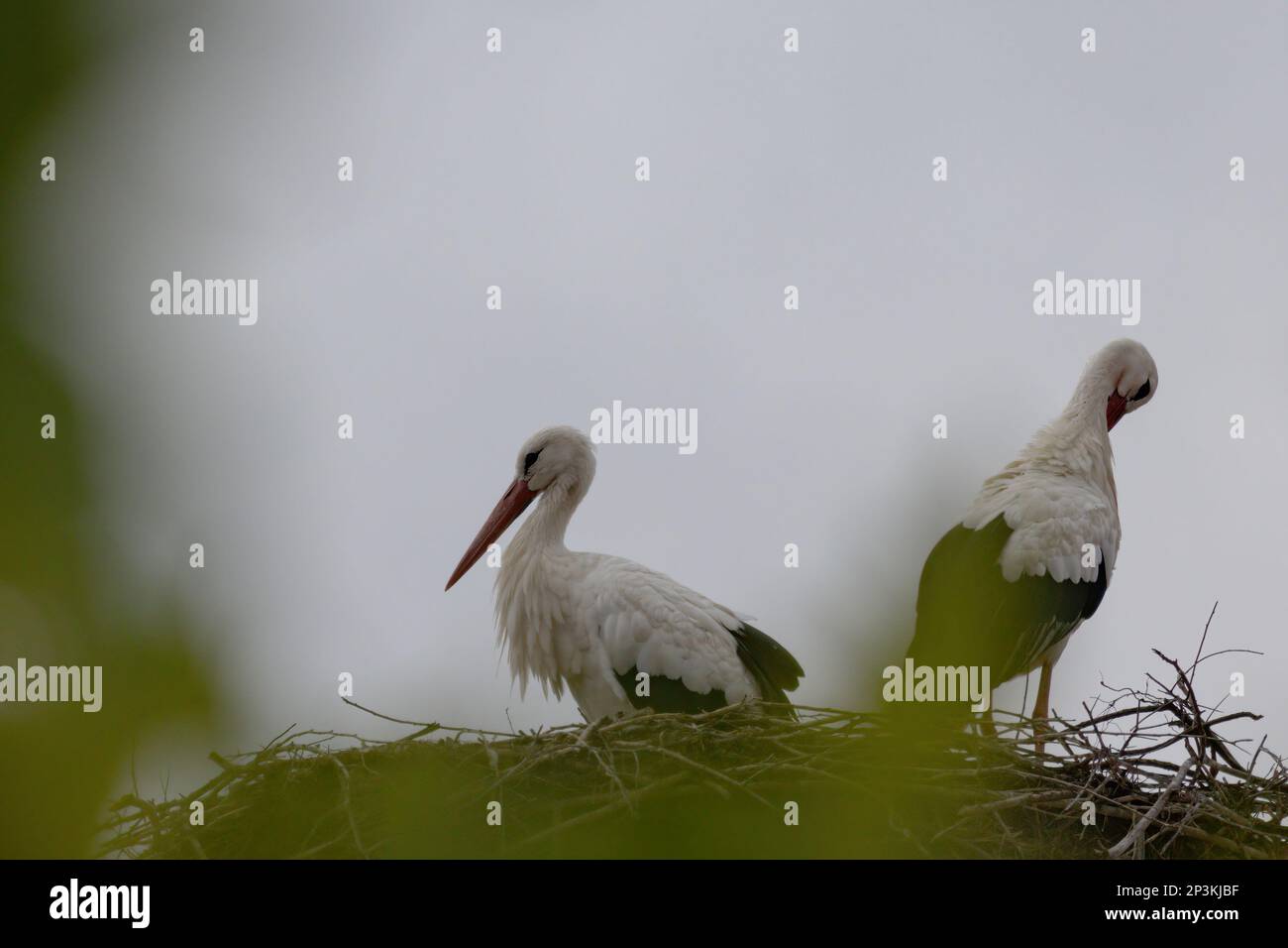 Cigognes blanches ciconia ciconia debout sur leur nid Banque de ...