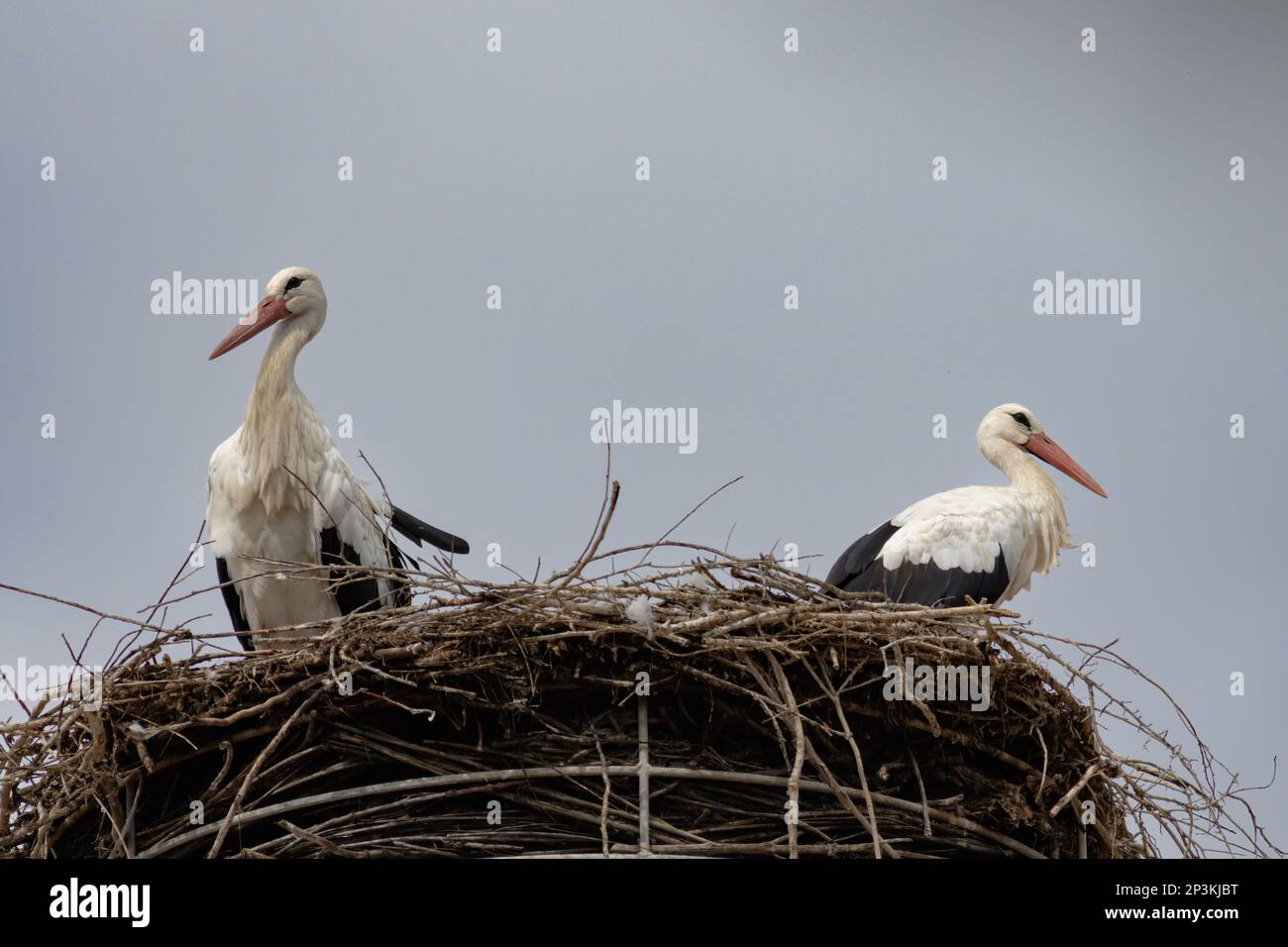 Cigognes blanches ciconia ciconia debout sur leur nid Banque de ...