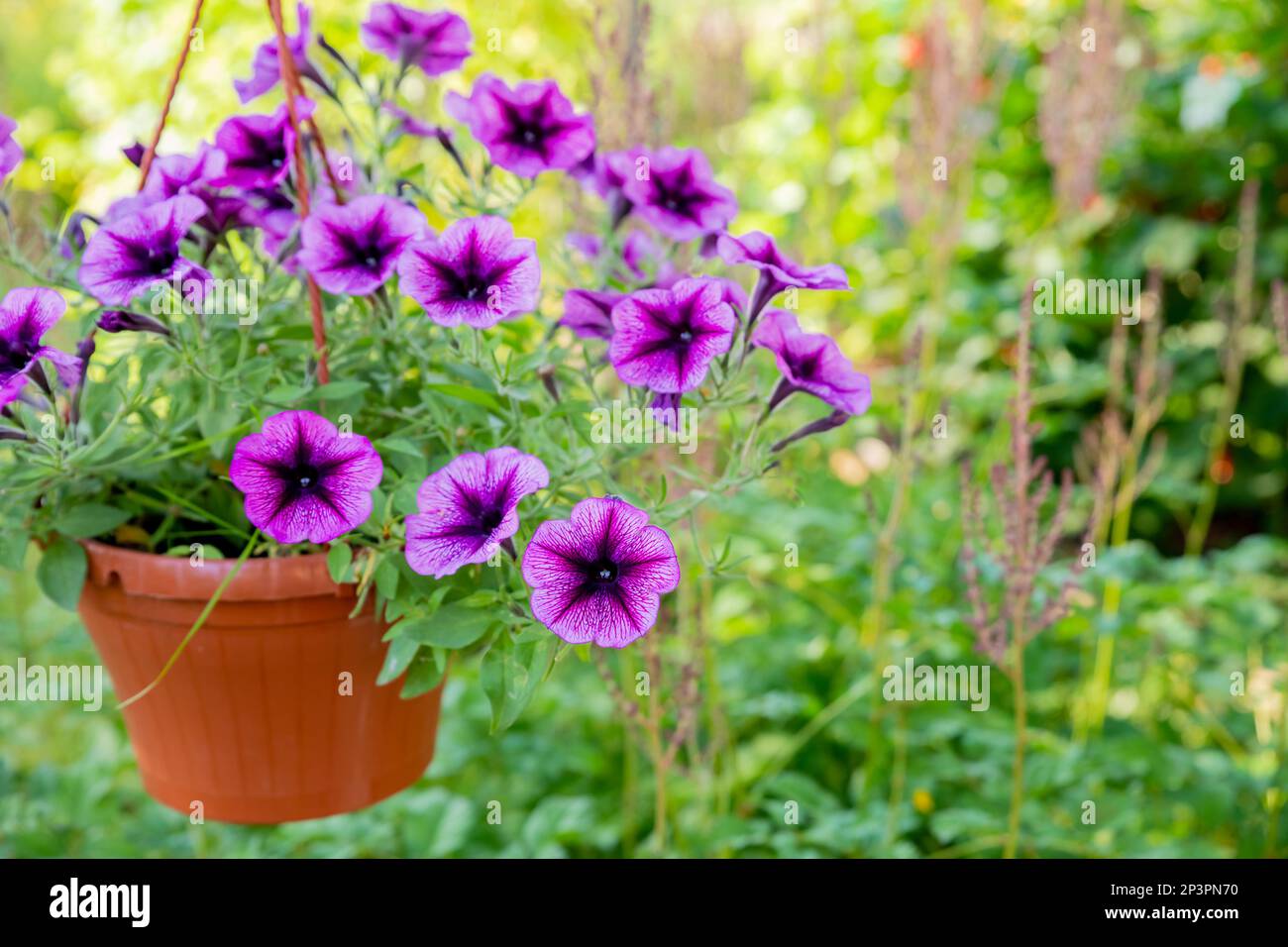 Pétunias violets doux dans un pot de suspension en été. Un vase de ...