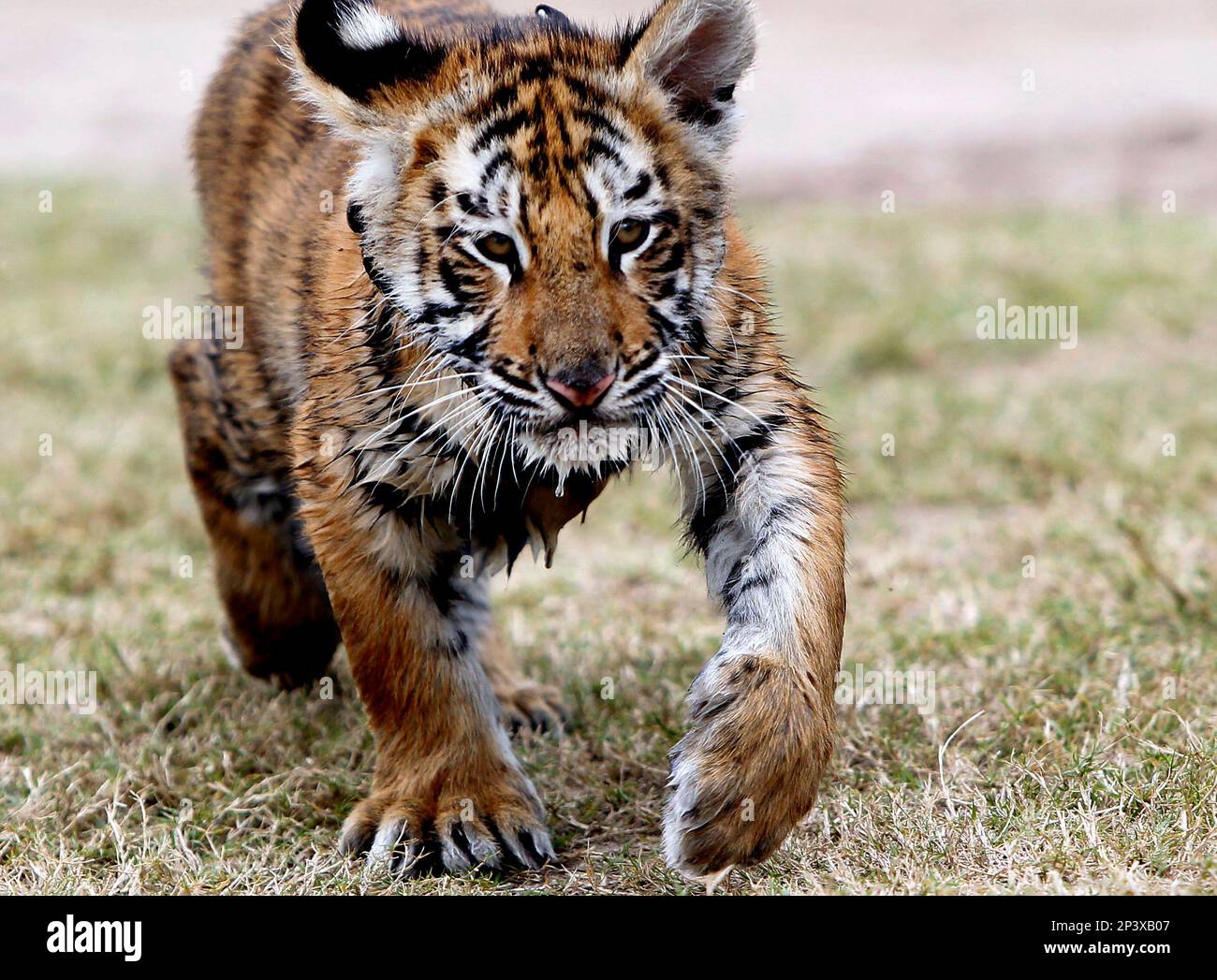 Coco, a 20-week-old Bengal tiger, plays on the grounds of the Zoologico ...