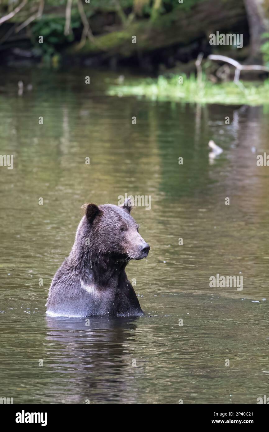 Eva brown Banque de photographies et d’images à haute résolution - Alamy