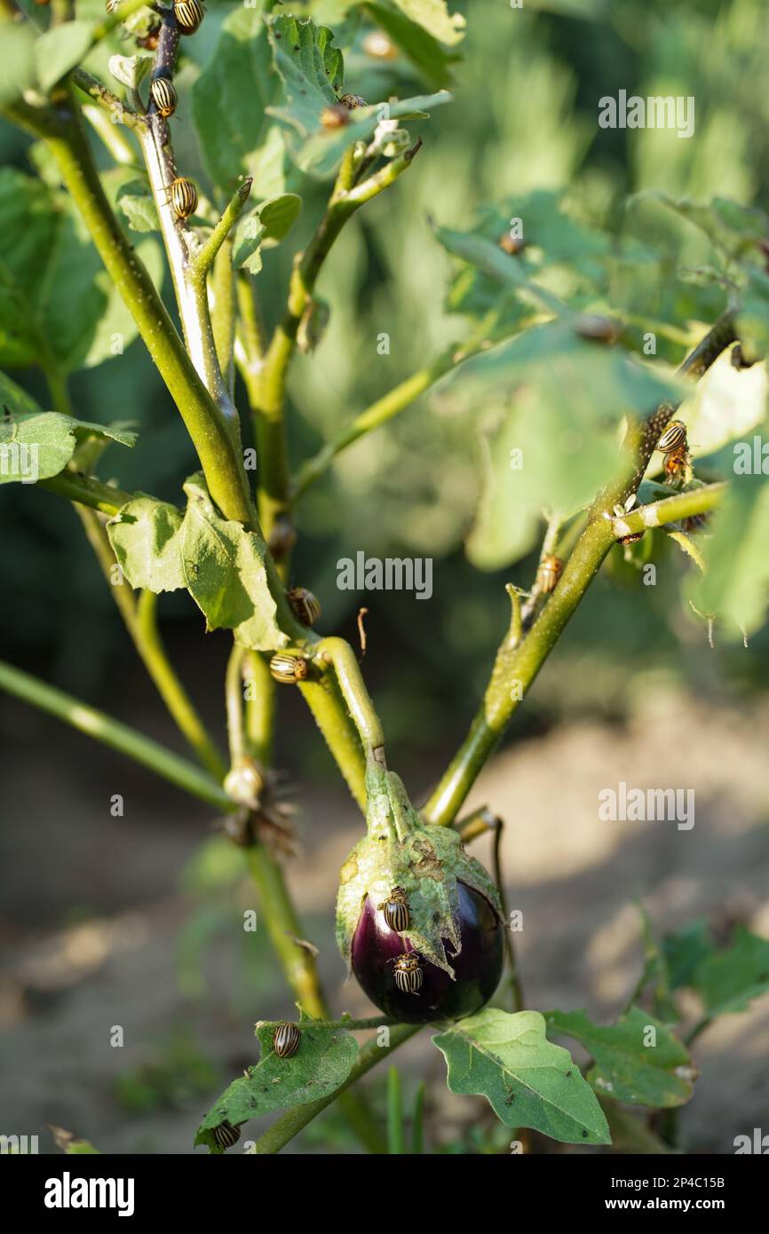 Pomme de terre ou coléoptère du Colorado sur aubergine. Cet insecte ...