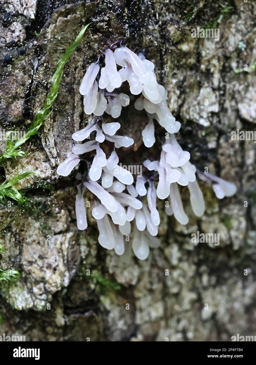 Stemonitopsis typhina, également appelé Comatricha typhoides, un moule ...
