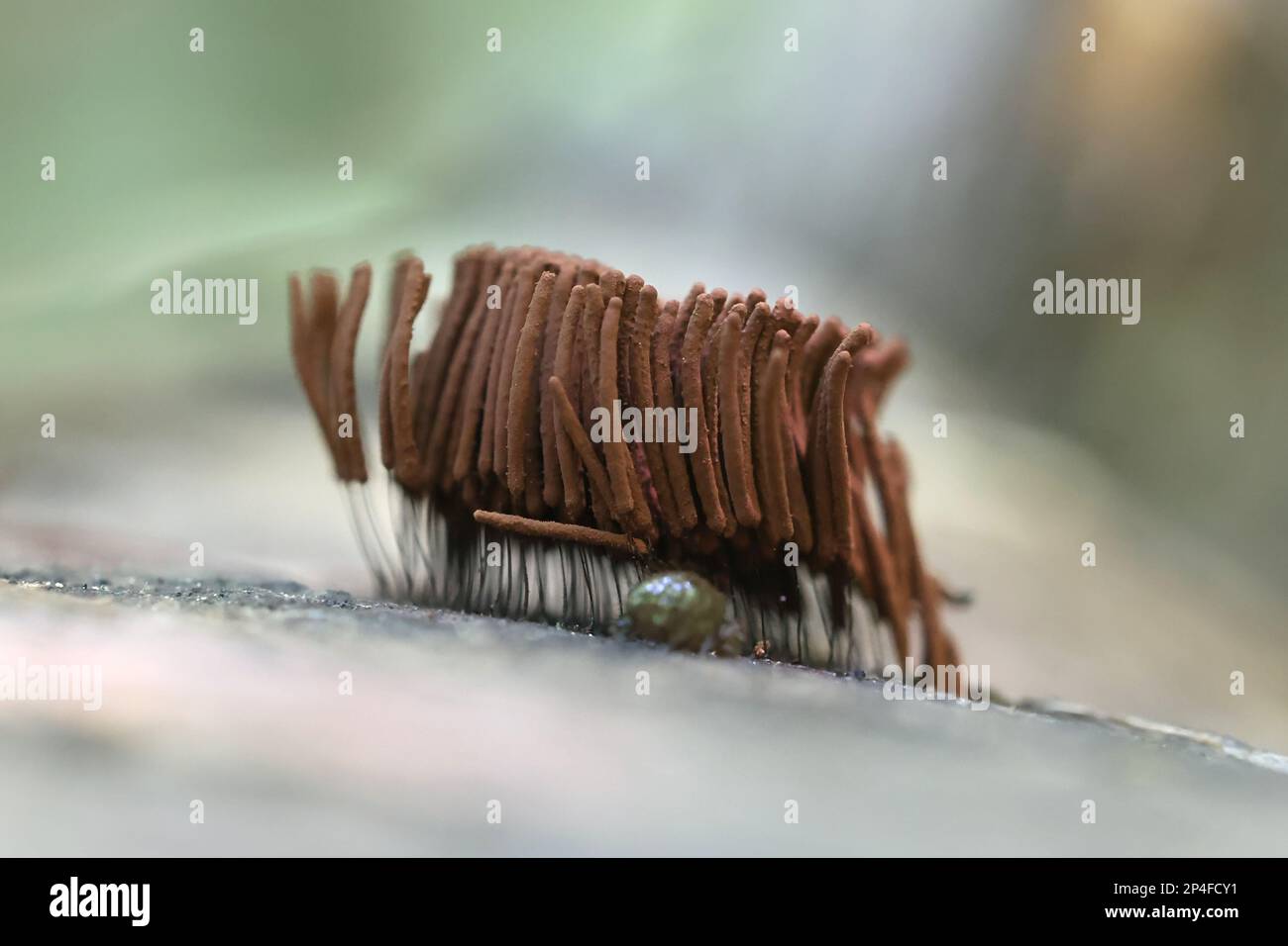 Stemonitis herbatica Banque de photographies et d’images à haute ...