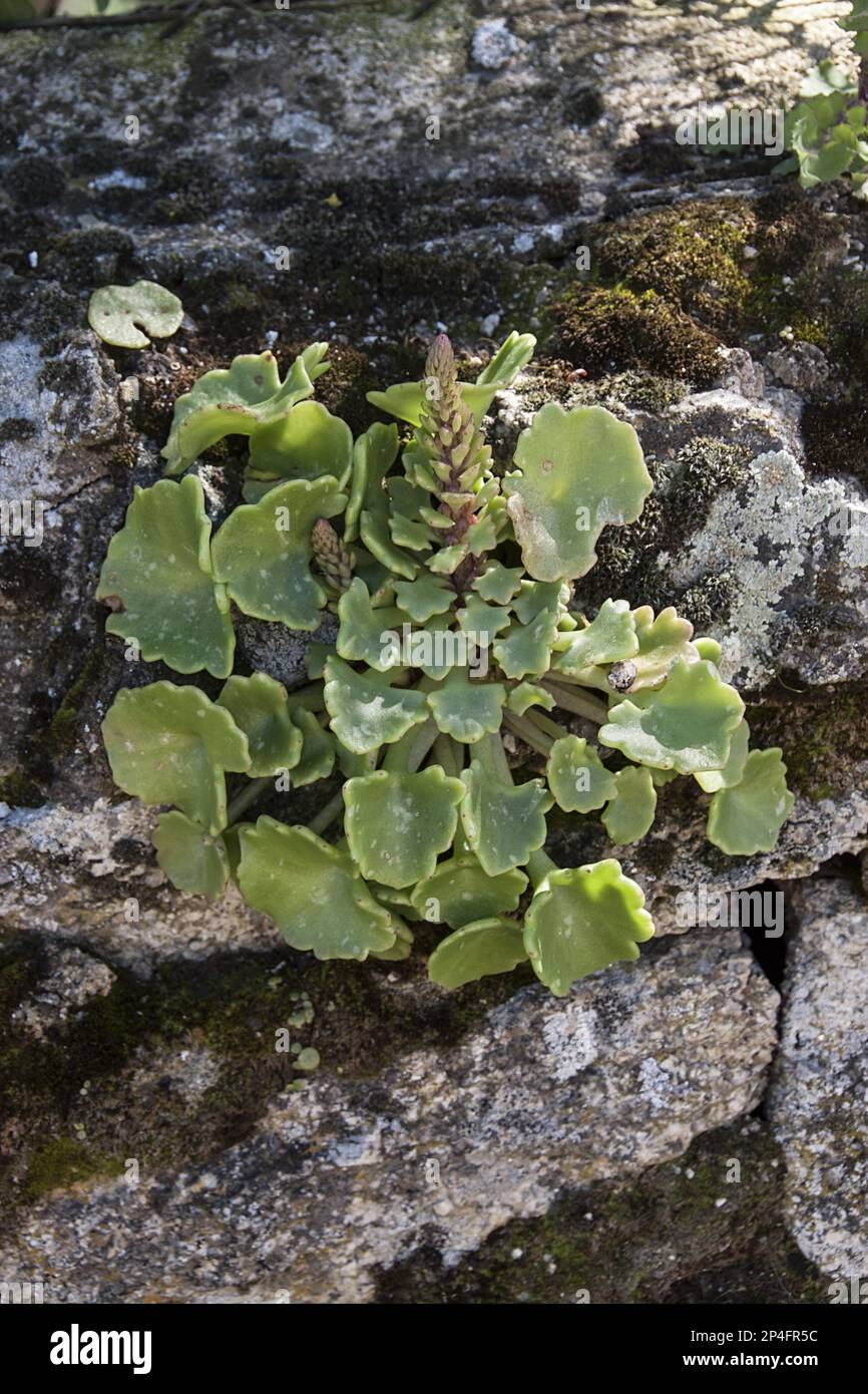 Navelwort, pennywort ou pepperwort mural, umbilicus rupestris, est une ...