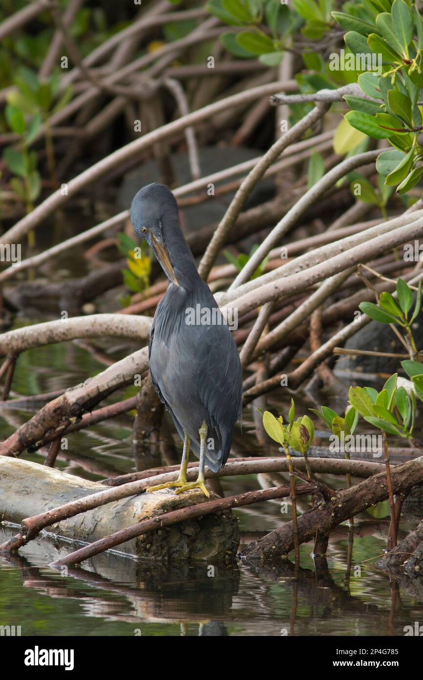 Mangrove creek Banque de photographies et d’images à haute résolution ...